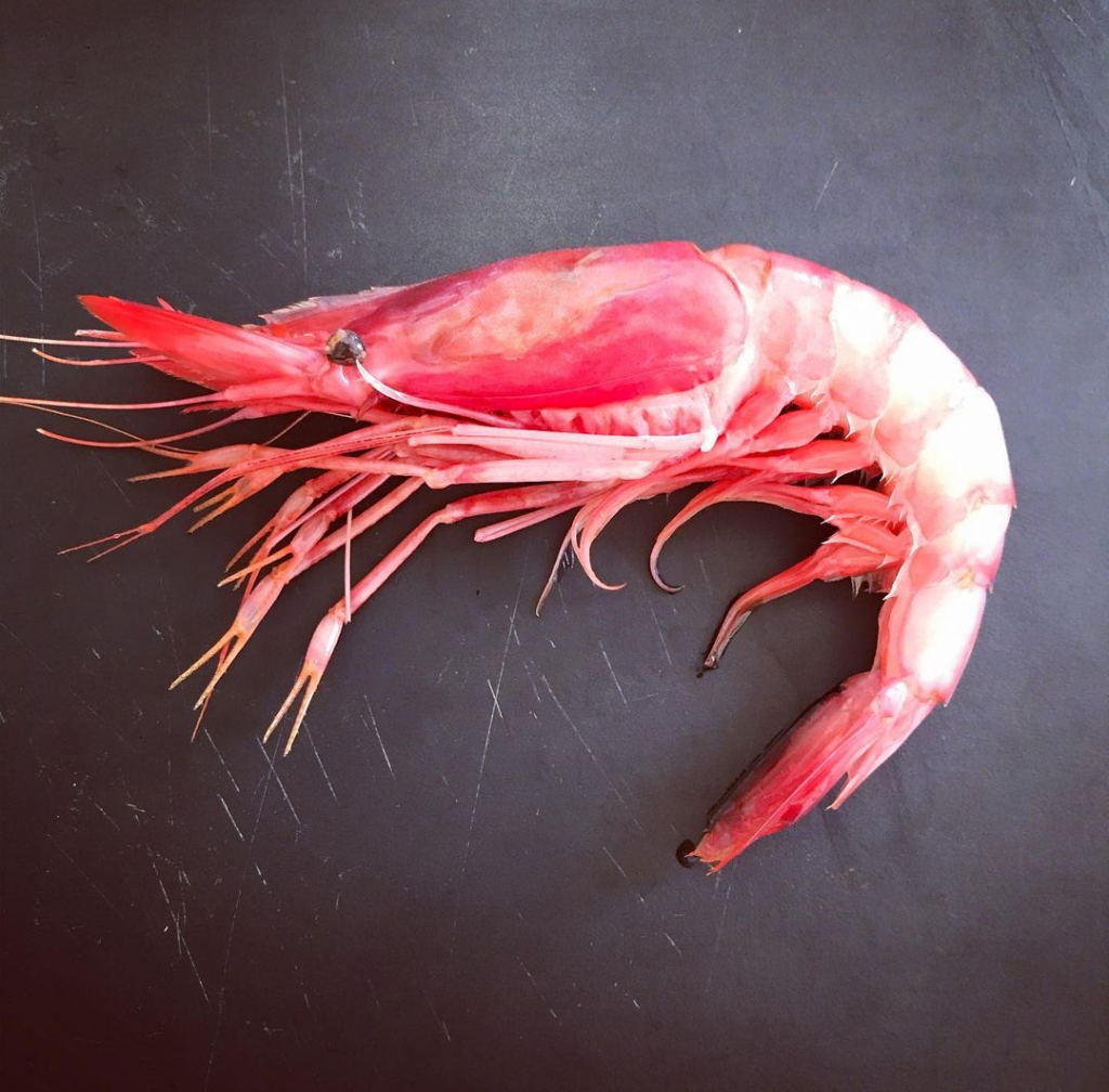 Gamba roja de denia: dónde comprar y cómo cocinarla - Albanozzo Cooking